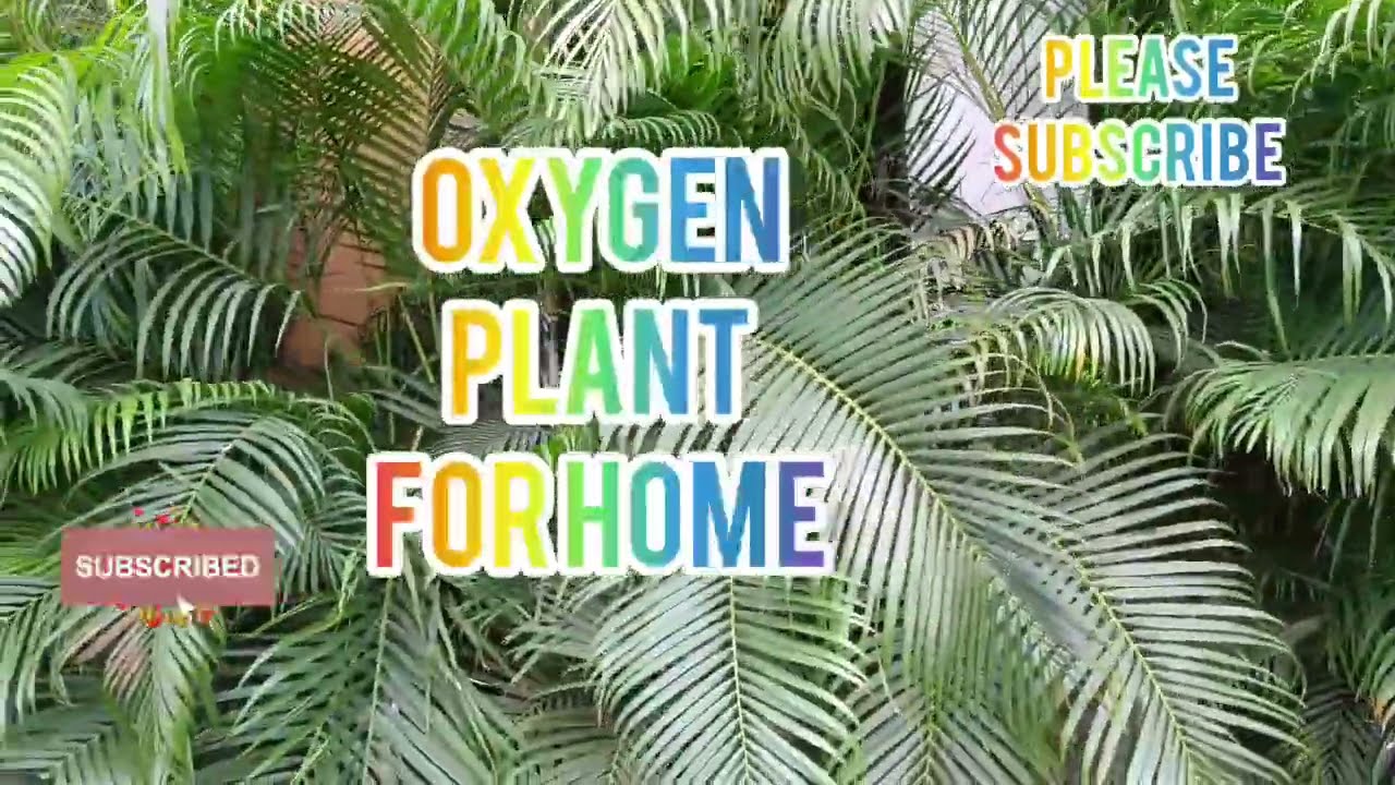oxygen garden plants | oxygen plant nasa saugestad #oxygenplants # ...