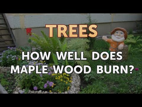 How Well Does Maple Wood Burn? - YouTube