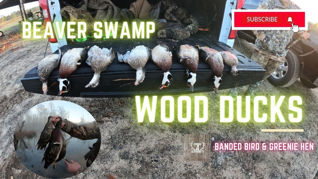 Beaver Swamp WOOD DUCKS! (Banded Bird & Greenie Hen) - YouTube