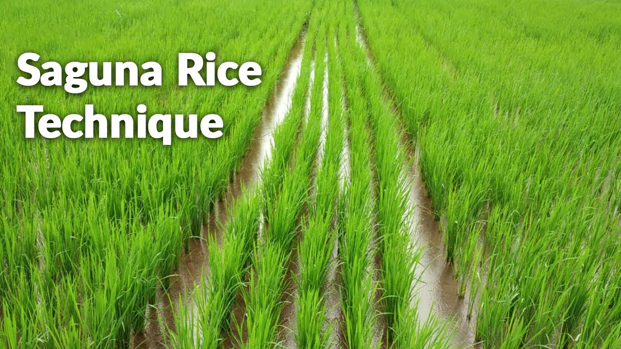 Saguna Rice Technique - YouTube
