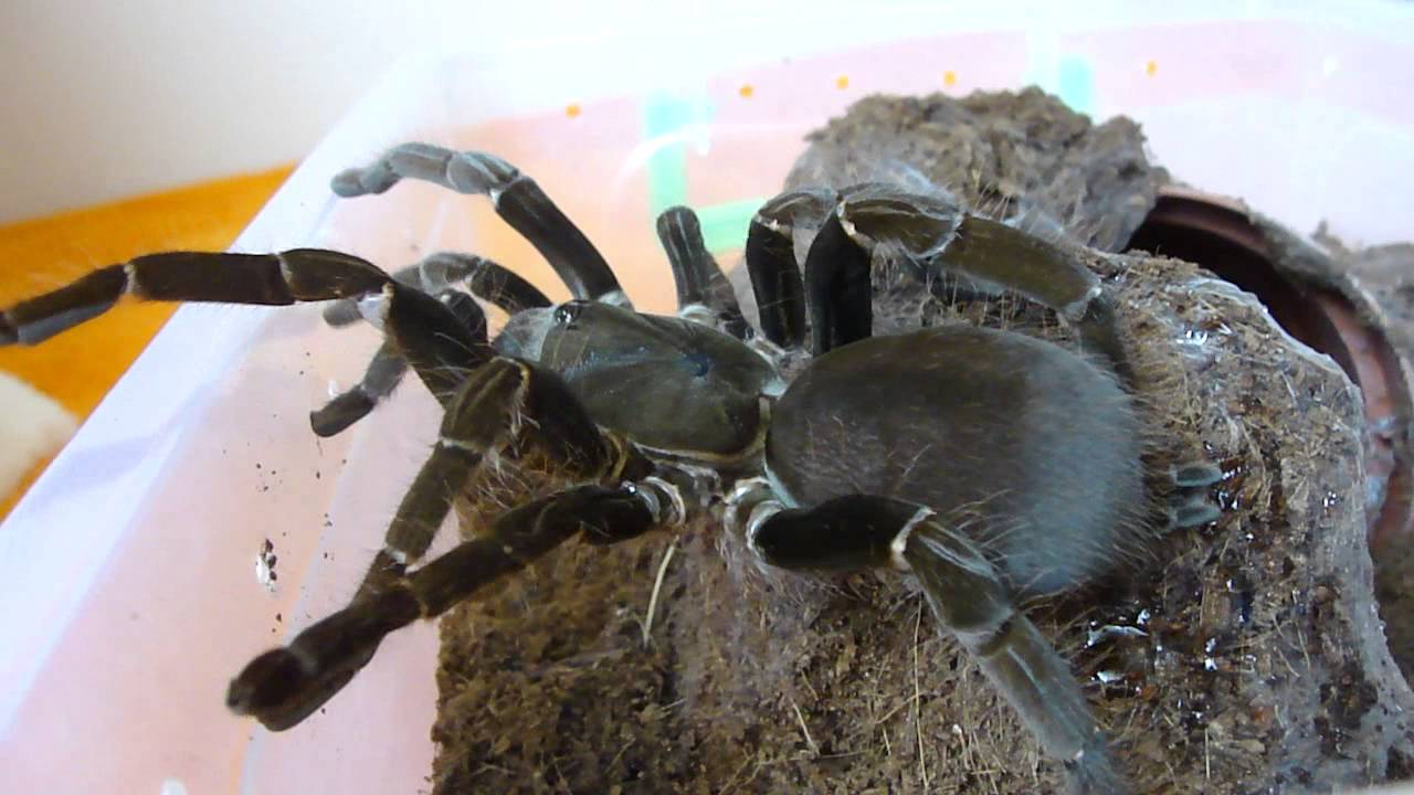 Huge spiders - Hysterocrates gigas - YouTube