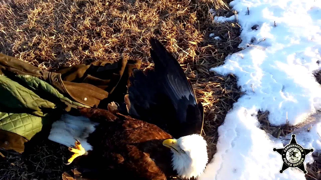 Amazing Rescue! Sick injured eagle !Illinois Conservation Police Bald ...
