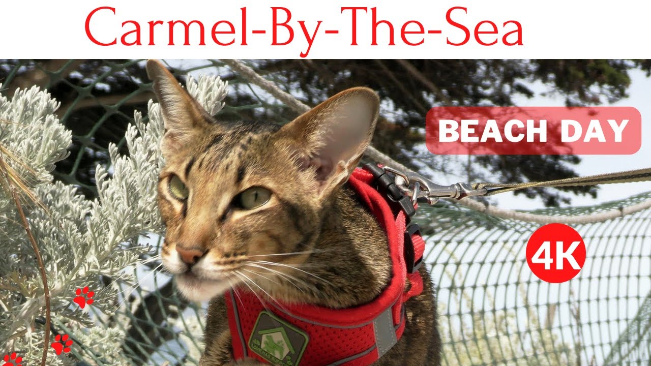 Daisy's Diary: Explore Carmel Beach, Carmel, CA, Cats at the Beach in ...