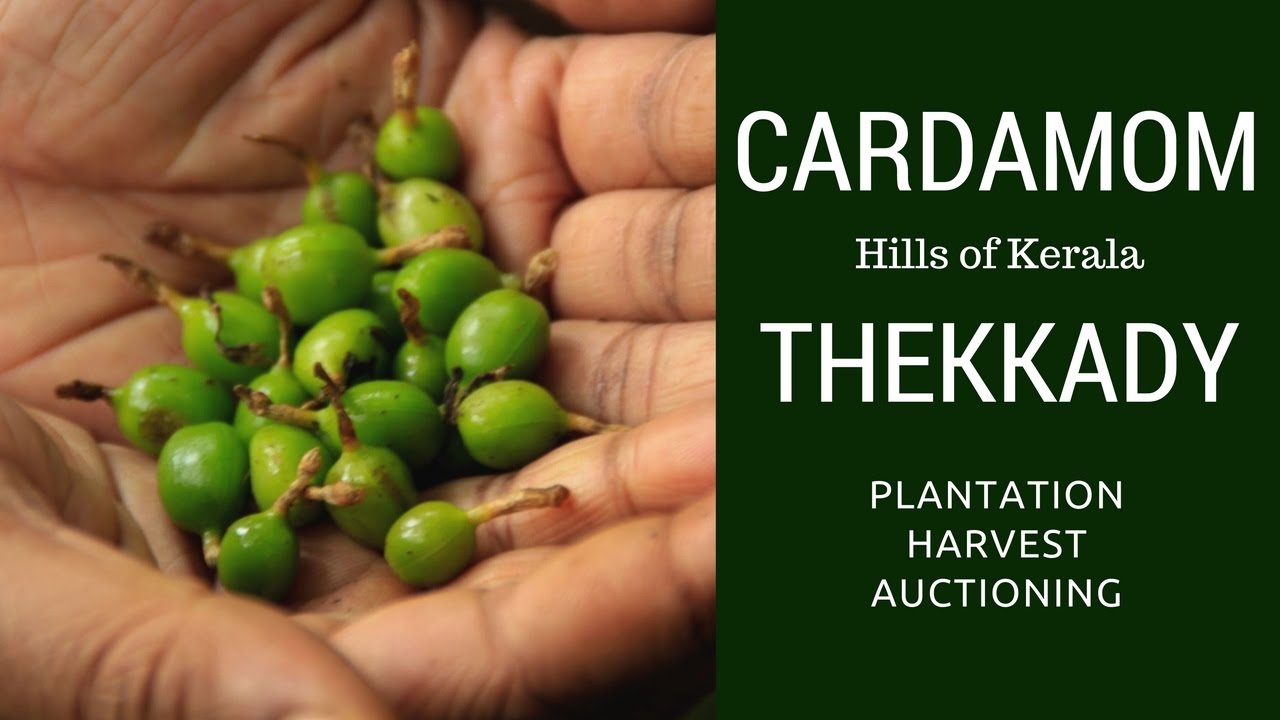 Cardamom - Queen of spices - Plantation Harvest and Auctioning - YouTube