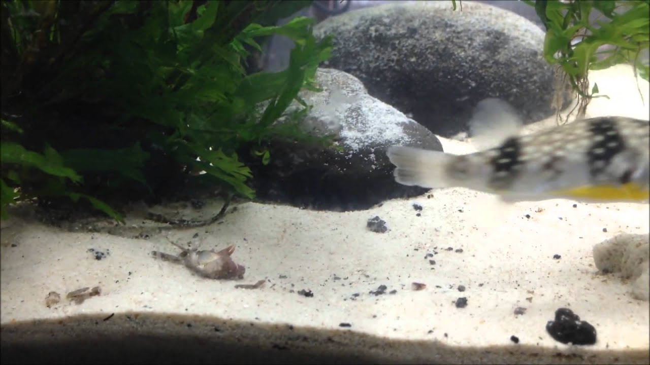 Aquarium Diary 07: Milk Spotted Puffer (Chelonodon patoca) eating Crab ...