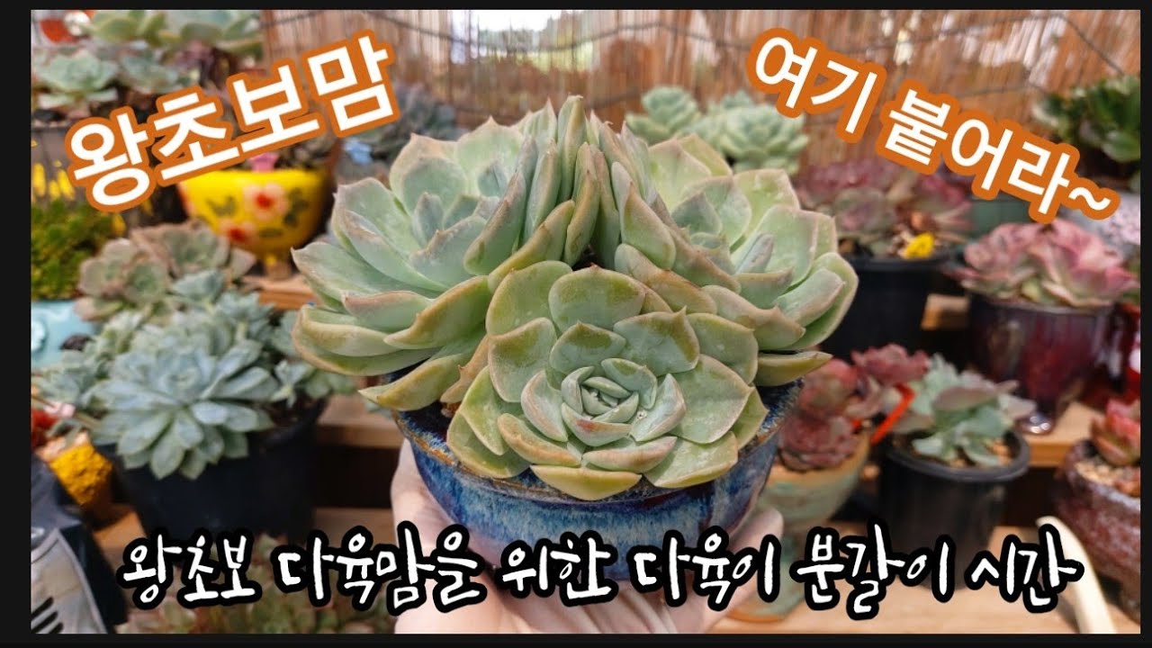 오늘 처음 분갈이 하는 분들을 위한 다육이분갈이 영상 왕초보 다육맘을 위한 군생 다육이 분갈이법 블랑콘 군생 분갈이 해