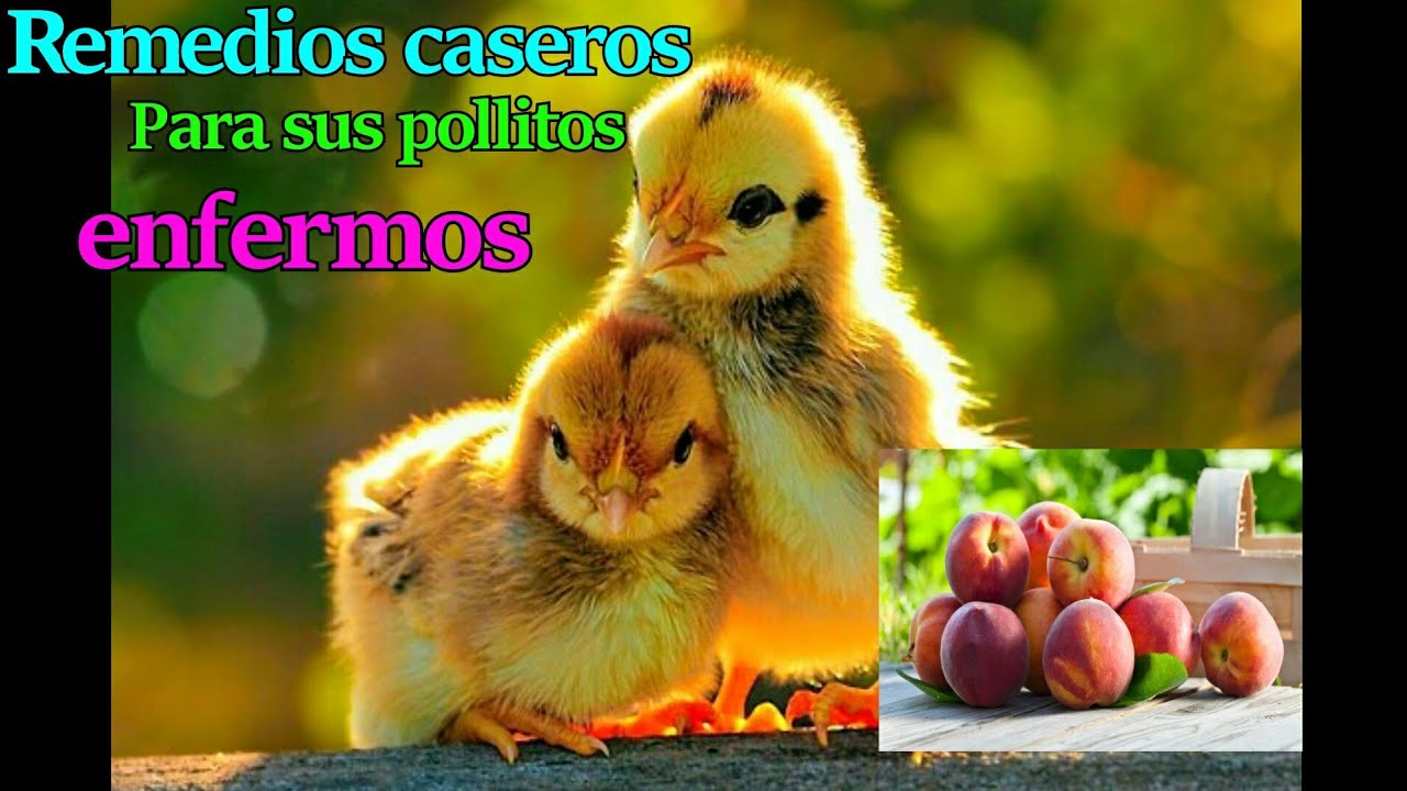 Remedios caseros para sus pollitos enfermos 🐤🌽 - YouTube