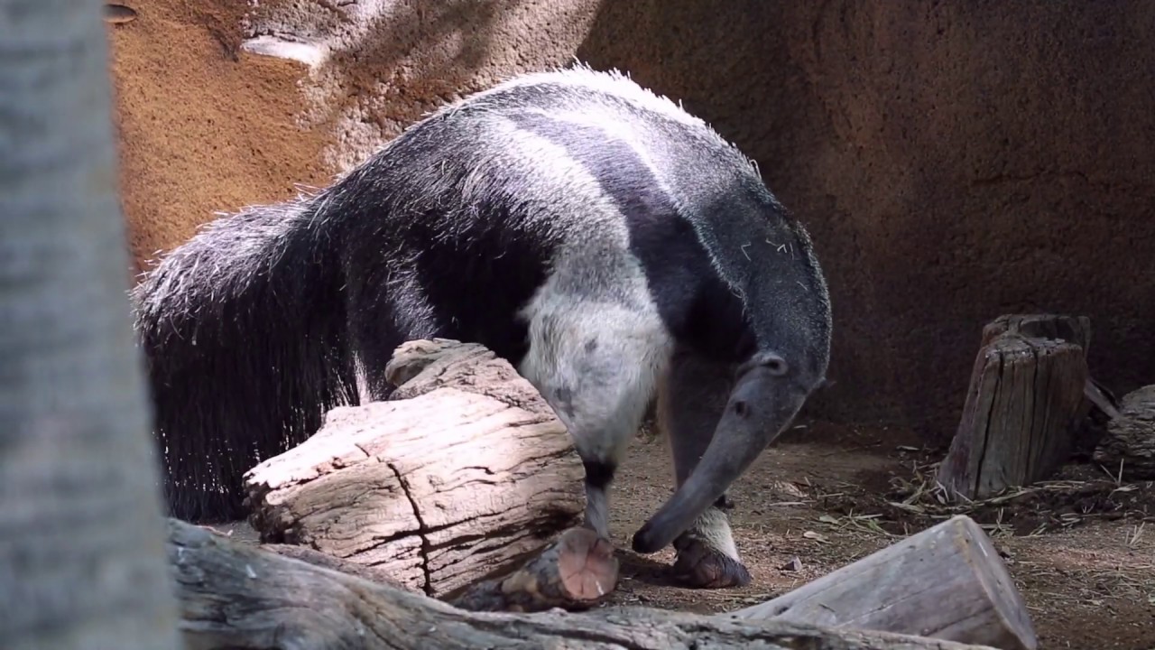 Giant Anteater Goes Hunting for Insects - YouTube
