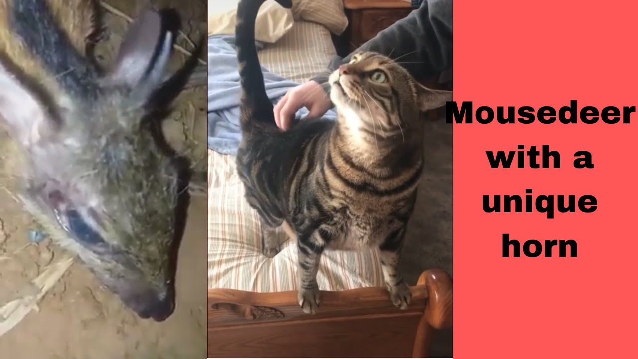 Mousedeer with a unique horn - YouTube