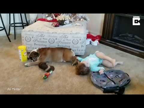 Confused Toddler Plays With Dog's Balls