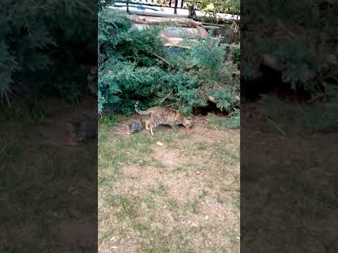 hayvan sevgisi yavru kedi sevgisi