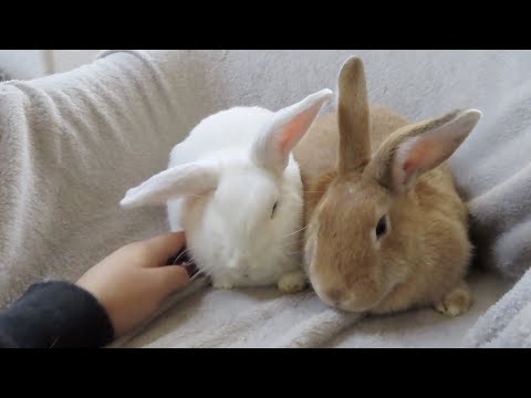 3 More Bunnies Go To Their New Homes! - YouTube
