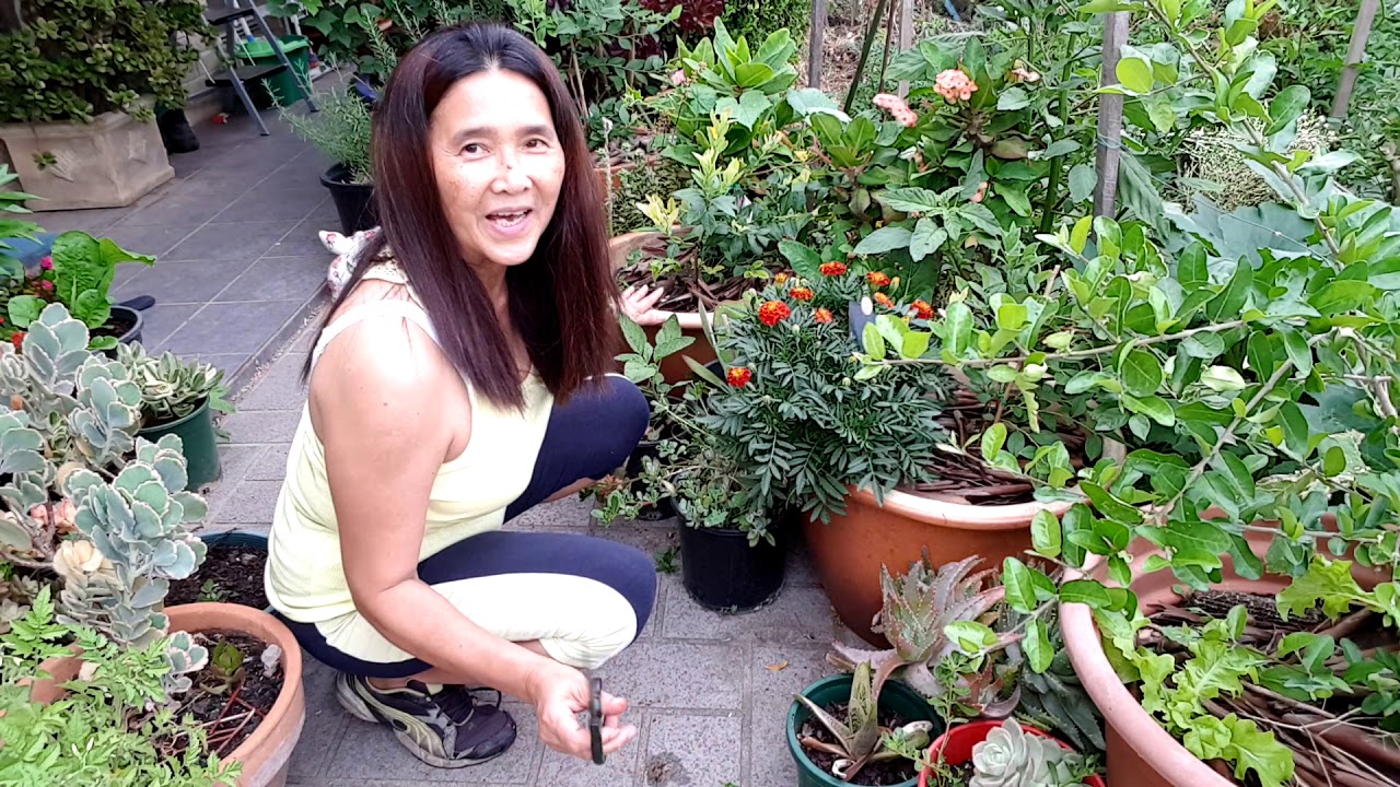 Harvesting Purslane/Ngalog for a yummy dish. - YouTube