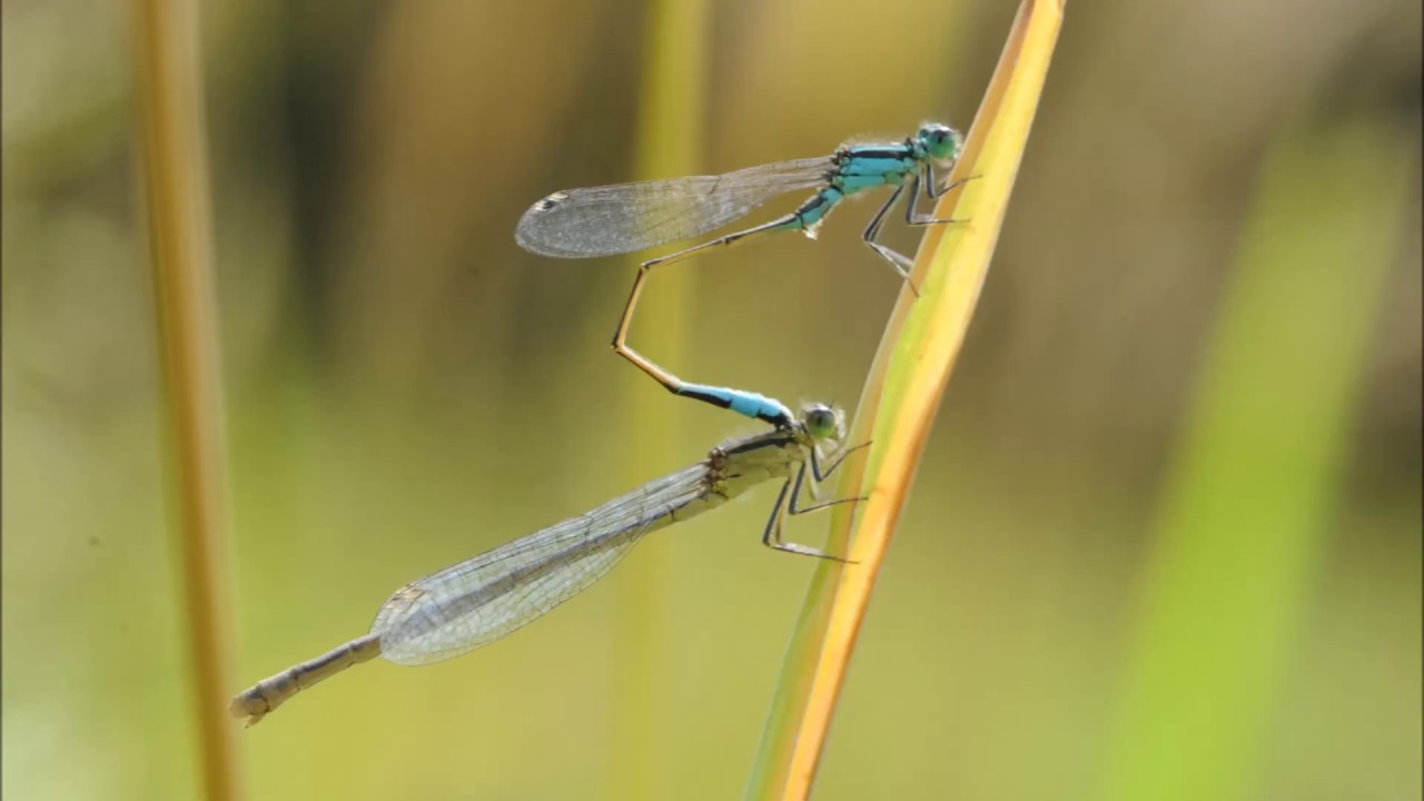 Creatures of the (French) riverbank - YouTube