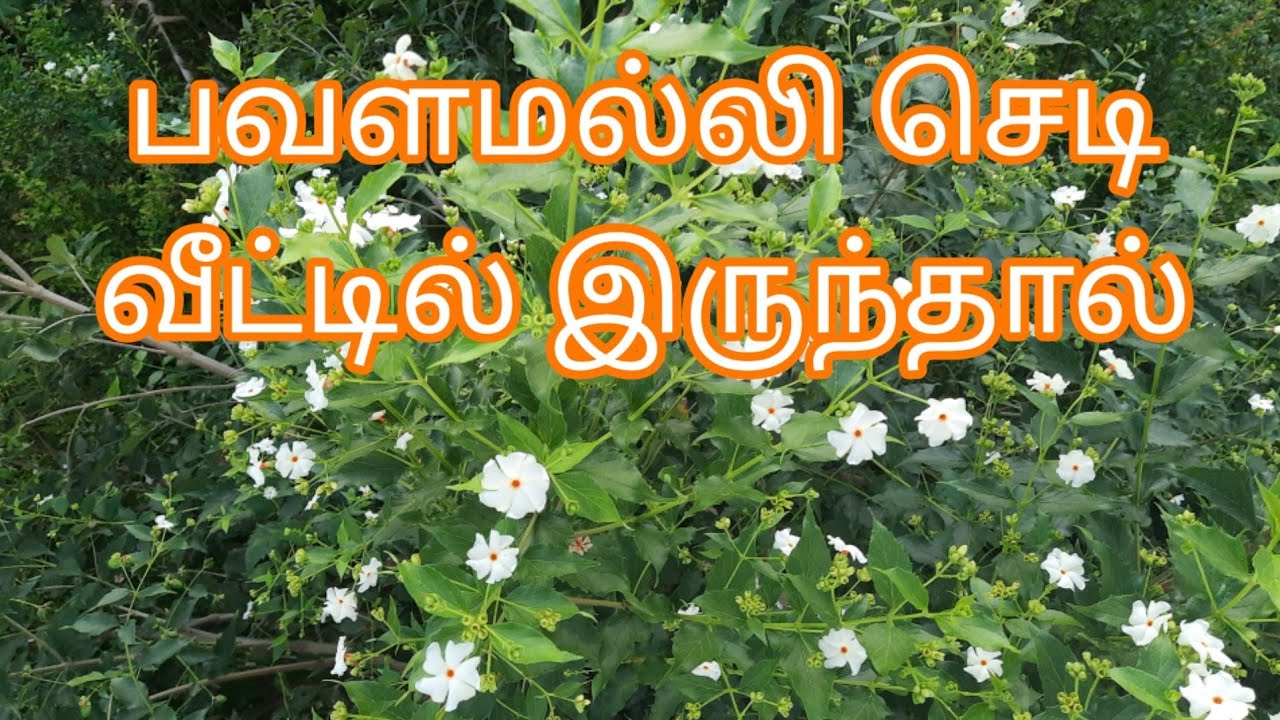 Pavala Malli All Benefits /Night Jasmine Benefits /Maadi Thottam - YouTube