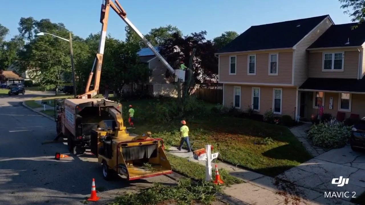 Angel Tree Services - YouTube