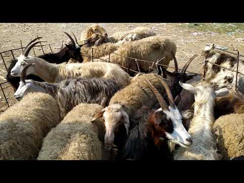 Sabirabadın mal bazarı-2: tatallar, pirəsora qoyunları