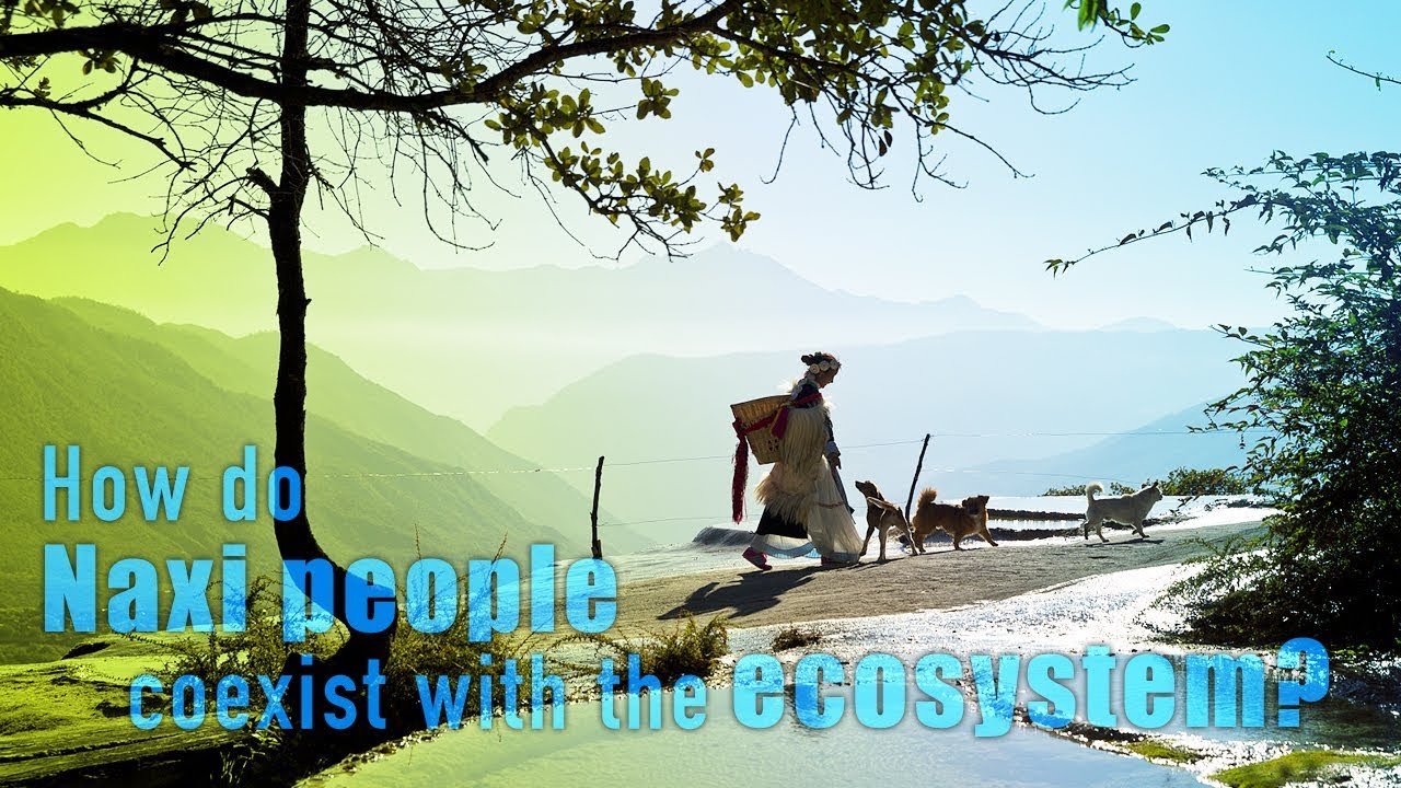 Live: How do Naxi people coexist with the ecosystem? 纳西族是如何与生态共存的 ...