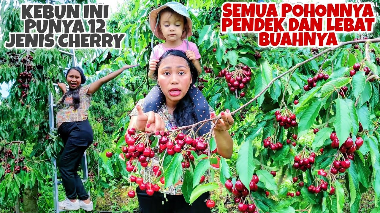 KEBUN CHERRY TOUR SAMBIL MAKAN CHERRY SEPUASNYA - YouTube