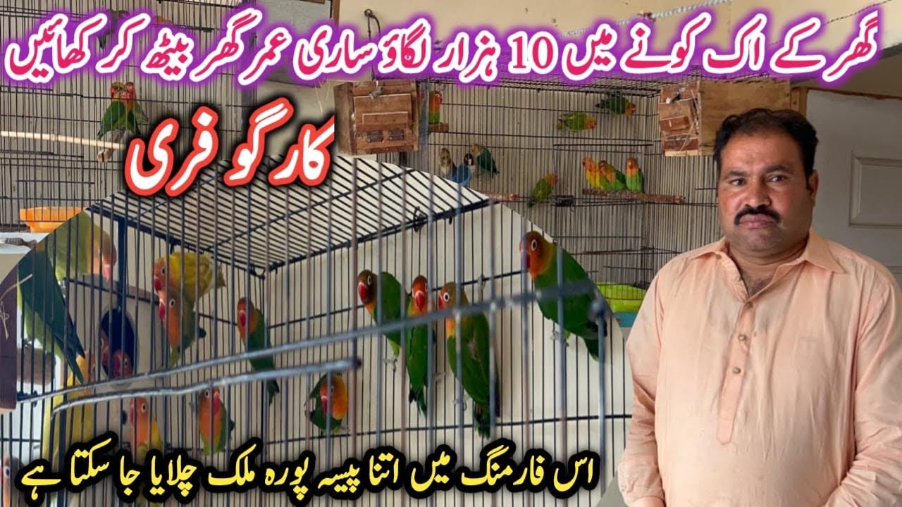 Biggest Parrot Breeding Farm in Pakistan with Unbelievable Business ...