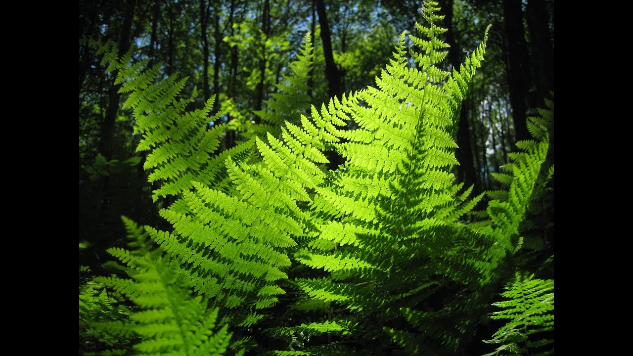 Dancing Ferns - YouTube