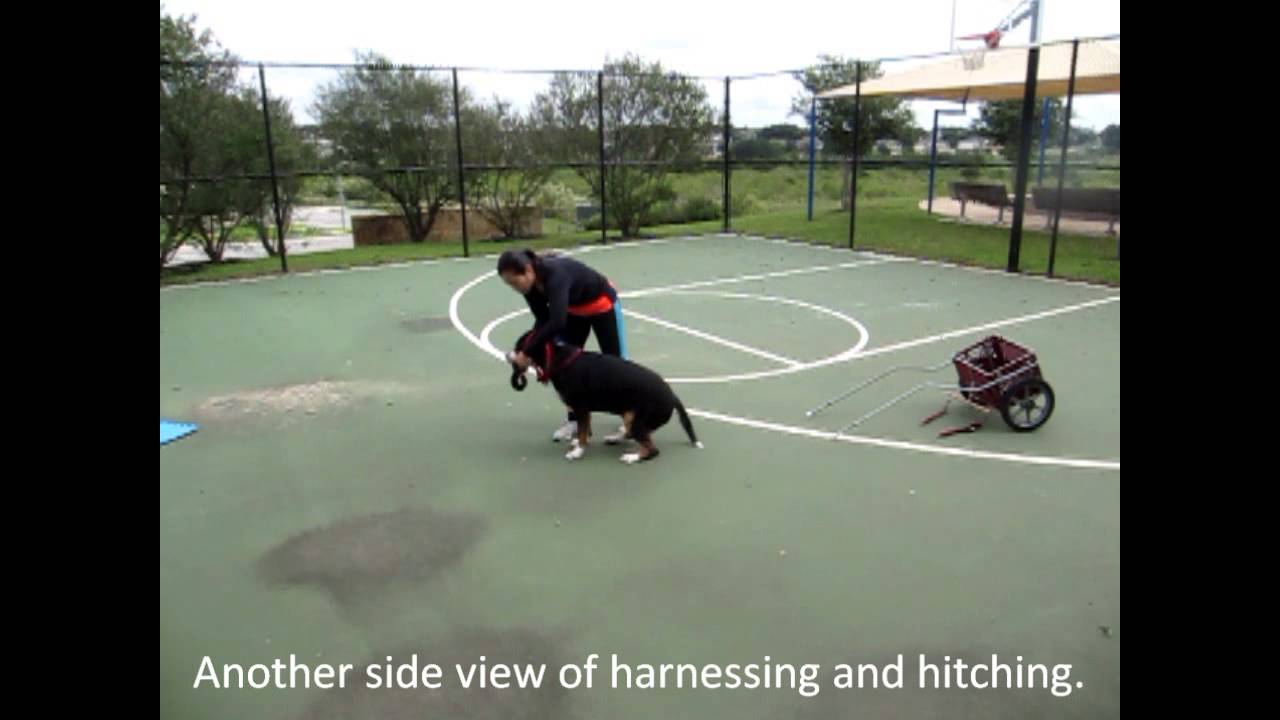 Harnessing and Hitching a Dog for a Draft Test - YouTube