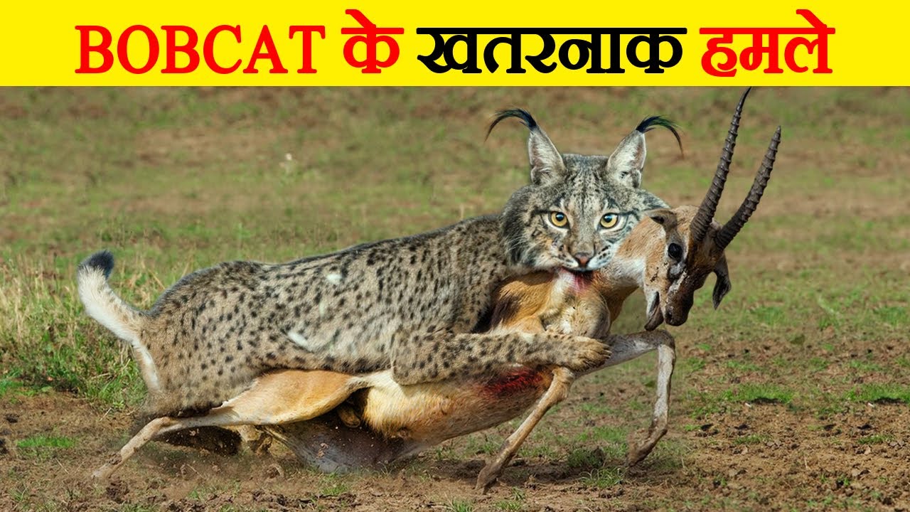 Lynx और bobcat के खतरनाक हमले | Dangerous Attacks of Lynx and Bobcat - YouTube