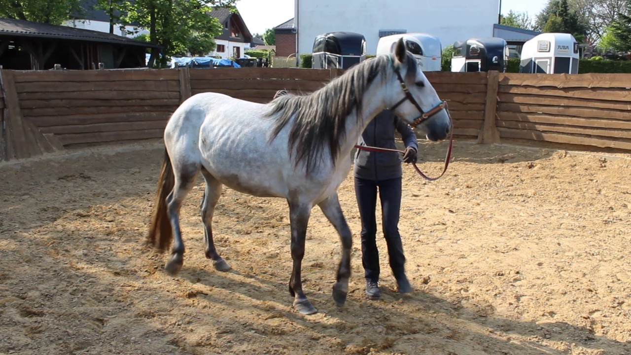 Mustang Makeover - 90 Tage mit einem Mustang (4) - YouTube
