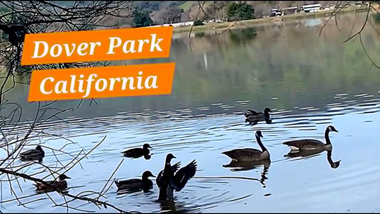 THE DUCKS & BIRDS AT DOVER PARK #duck #birdsounds #lake #nature # ...