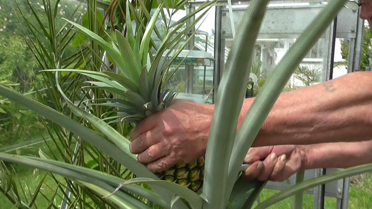 Den rigtige måde at høste en Ananas. - YouTube