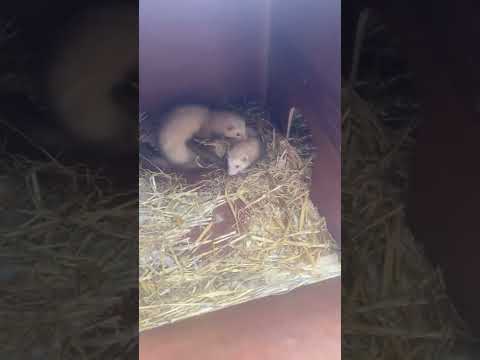 Ferrets mating - YouTube