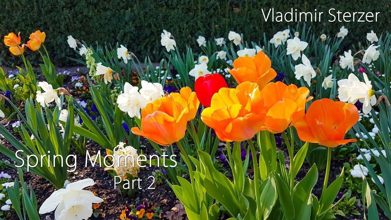 Colorful Flowers Beautiful Flowers Flowers blooming Flowers and ...