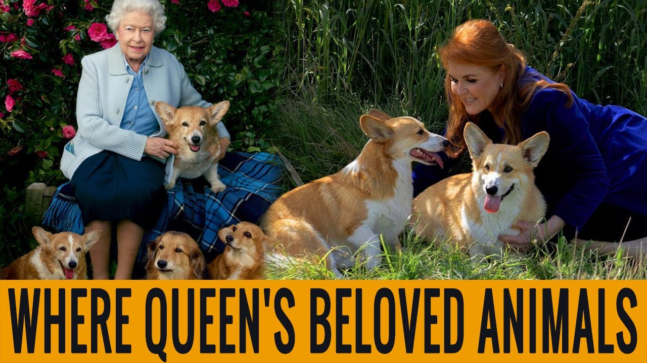 Who currently owns and cares for Queen Elizabeth's beloved animals ...