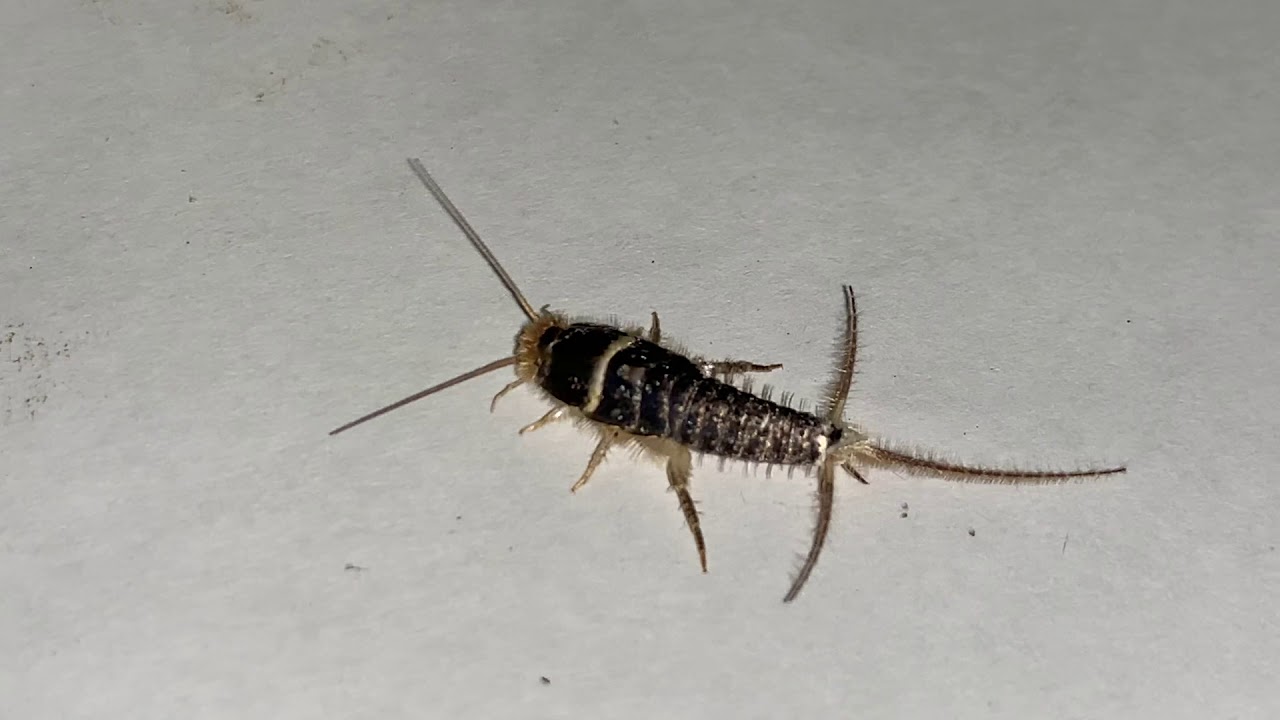 Ctenolepisma longicaudatum, Gray silverfish 7 December 2020 - YouTube