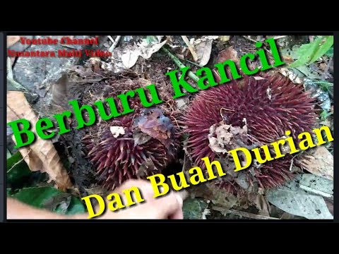 Berburu Buah Langka | Buah Layung | Buah Durian Dan Berburu Kancil Di ...