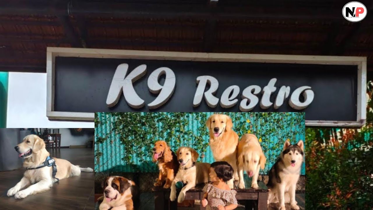 K9 Restro | Restaurant for Dog Lovers| Mangalore | - YouTube