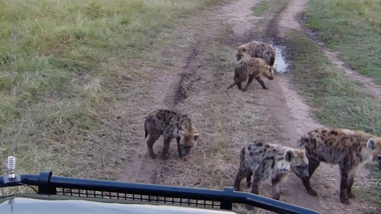 Cheeky hyena cubs sniff our tires - YouTube
