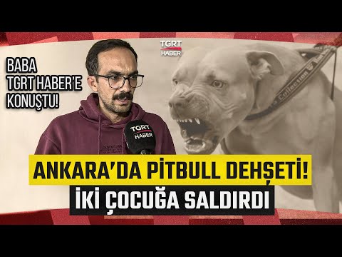 Ankara'da Pitbull Dehşeti! 1,5 ve 5 Yaşındaki Kardeşler Pitbull Saldırısına Uğradı - TGRT Haber