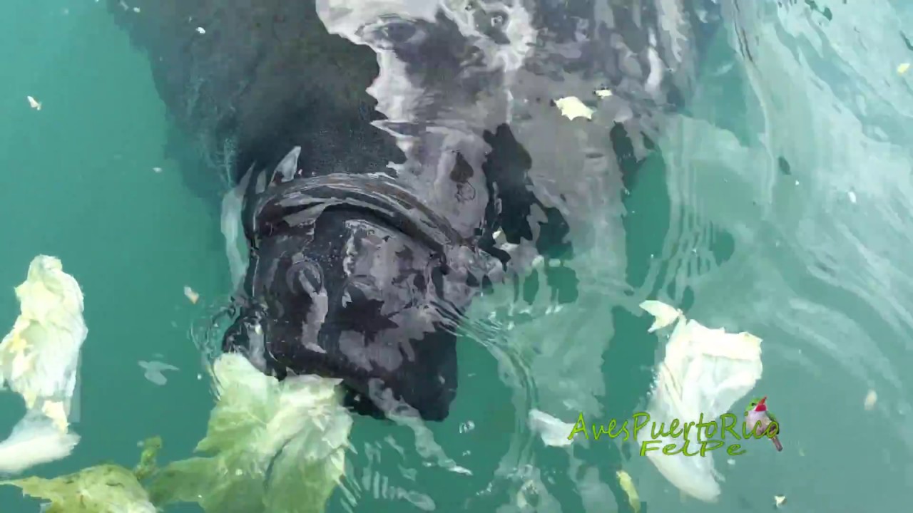 Manatí Antillano (Trichechus manatus) es el mamífero nacional de Puerto ...