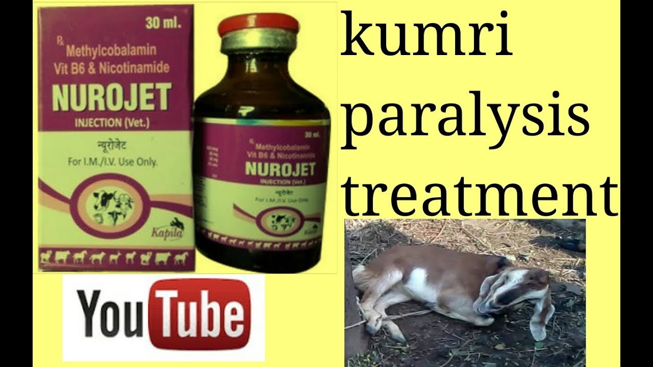 kumri diseases in goat.. parasite disease goat paralysis - YouTube