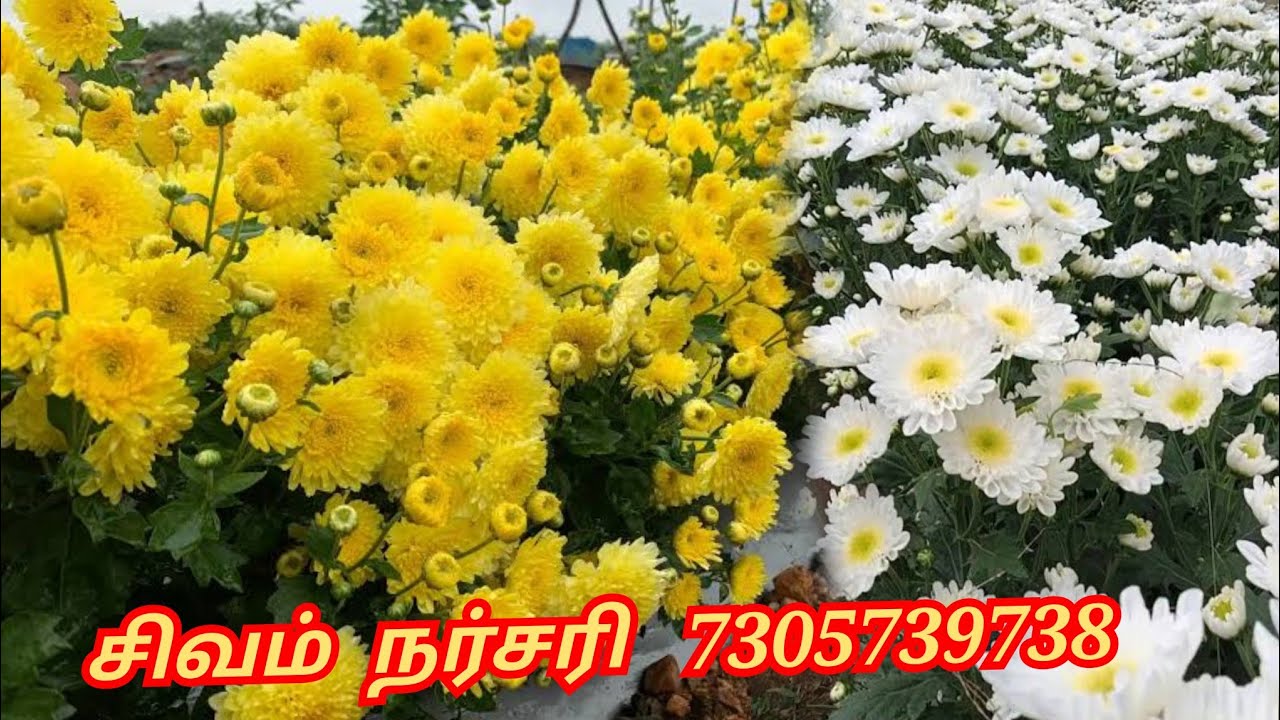 Samanthi poo valarppu in tamil சாமந்தி பூ வளர்ப்பு #samanthifarming ...