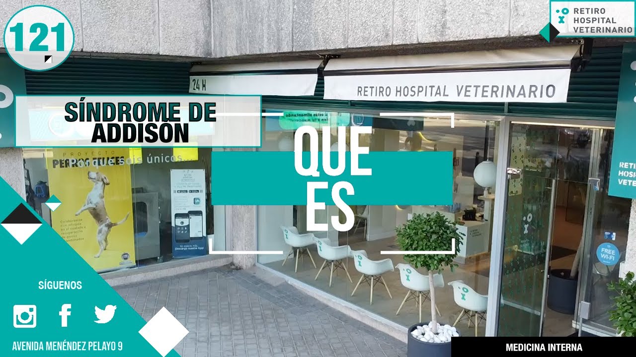 CAPÍTULO 121: El síndrome de Addison en perros - YouTube