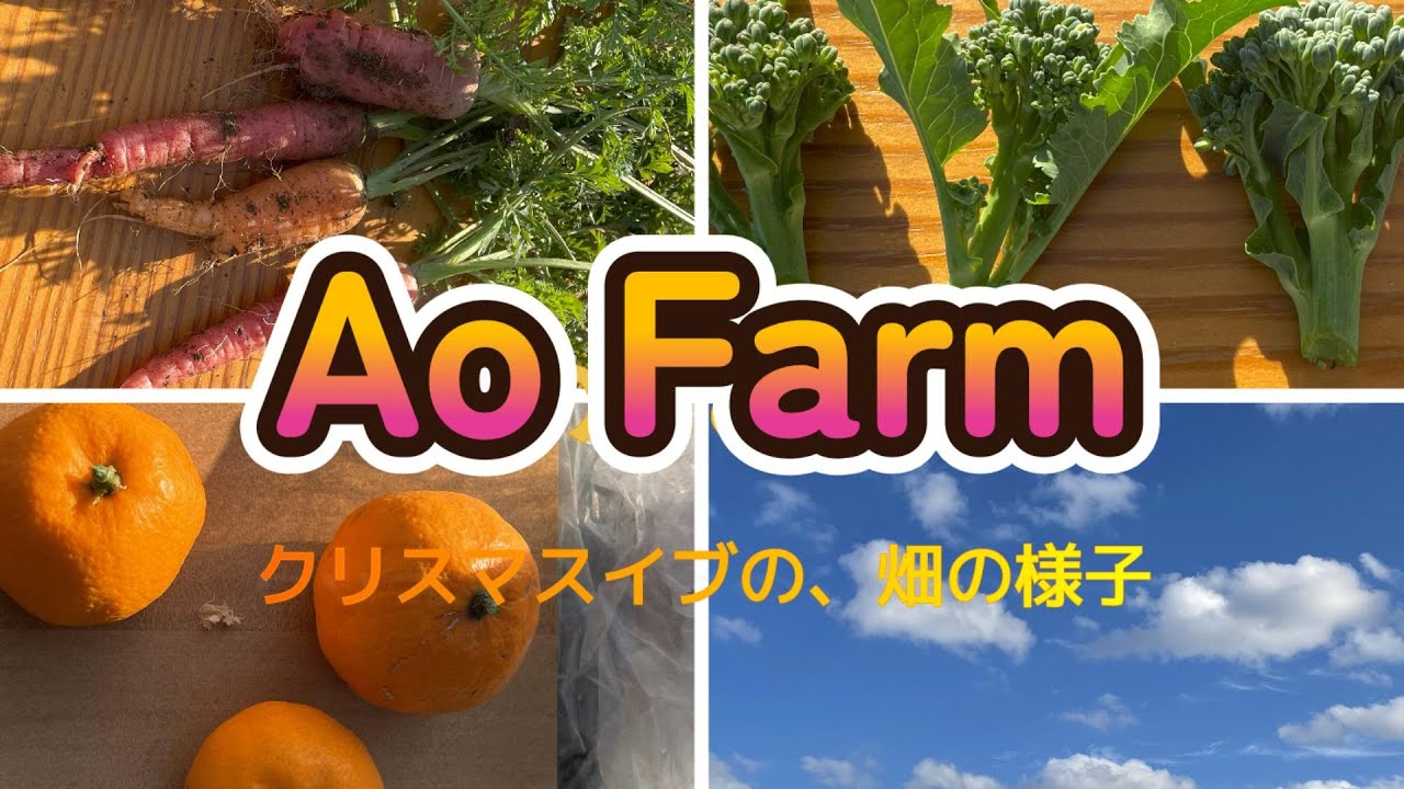 クリスマスイブの、畑の様子 Ao Farm 2023.12.24 - YouTube