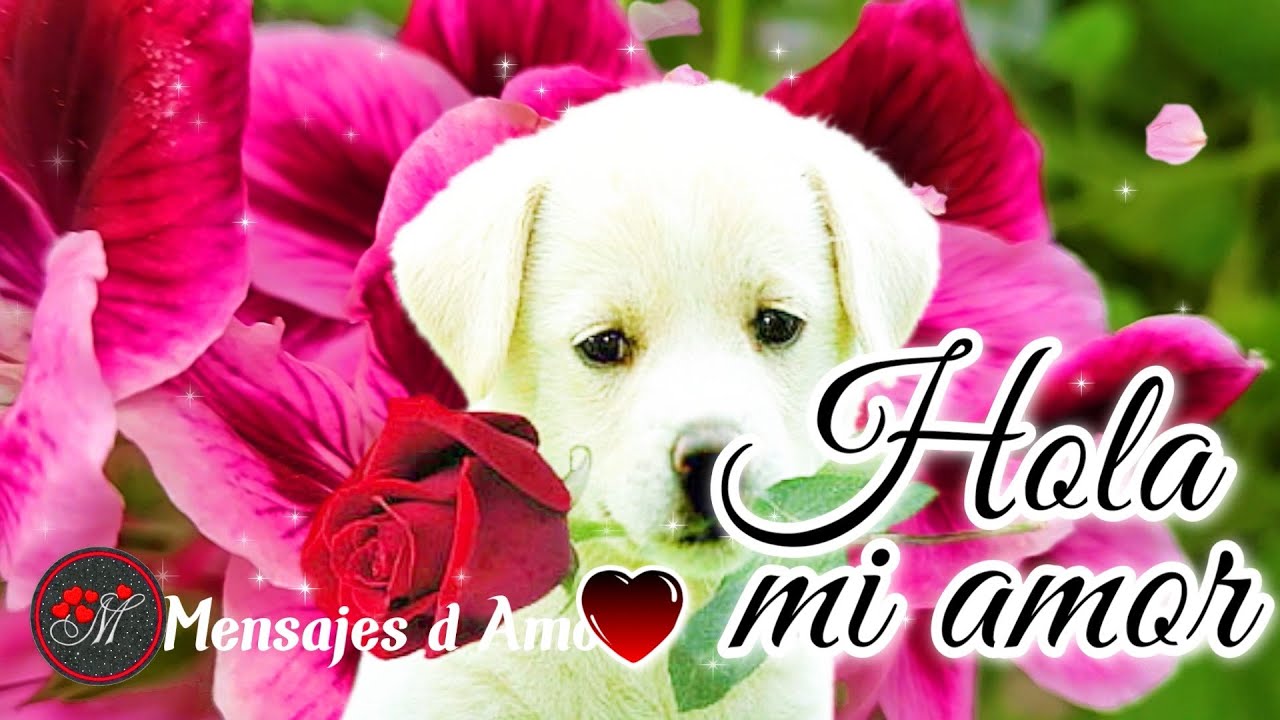 Hola mi amor quiero decirte TE AMO CON TODO MI CORAZÓN ️Mensajes de ...