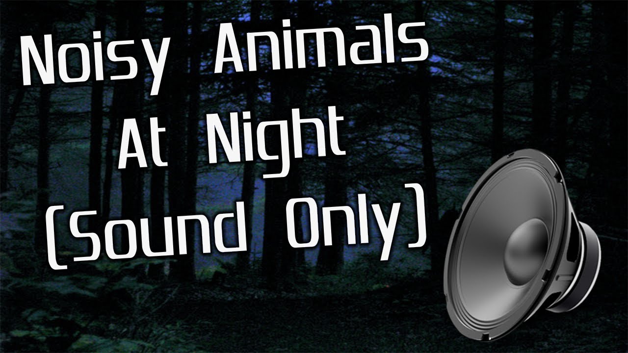 Noisy Animals At Night (Sound Only) - YouTube