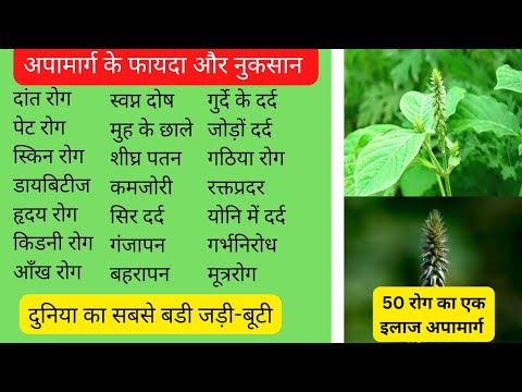 Apamarga plant benefits in hindi | normal delivery tips #babaramdev ...