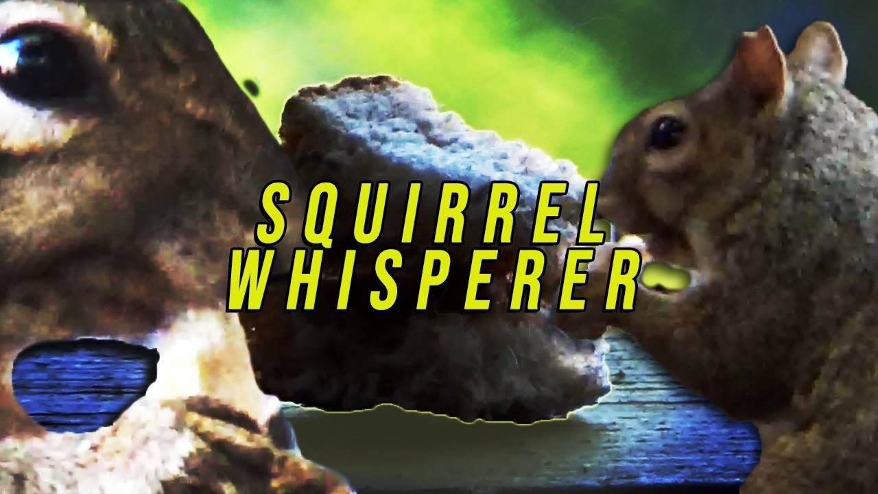 I made tiny sandwiches for some squirrels - YouTube