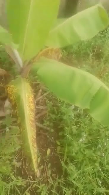 Hausa man took his cows to this farm,and the cows finished the whole ...