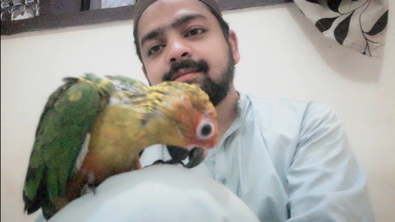 #African parrot sun conure growth stage - YouTube