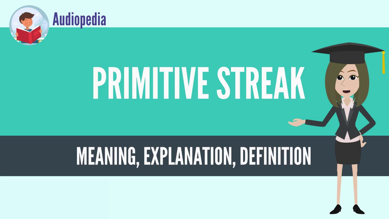 What Is PRIMITIVE STREAK? PRIMITIVE STREAK Definition & Meaning - YouTube